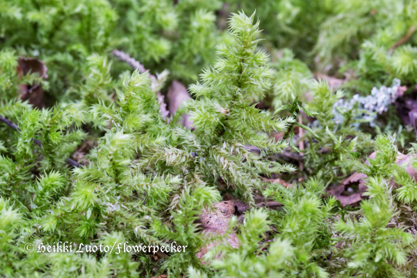 Sammalretki Kalkkikallion luonnonsuojelualueelle 31.8.2013 | Retkireppu